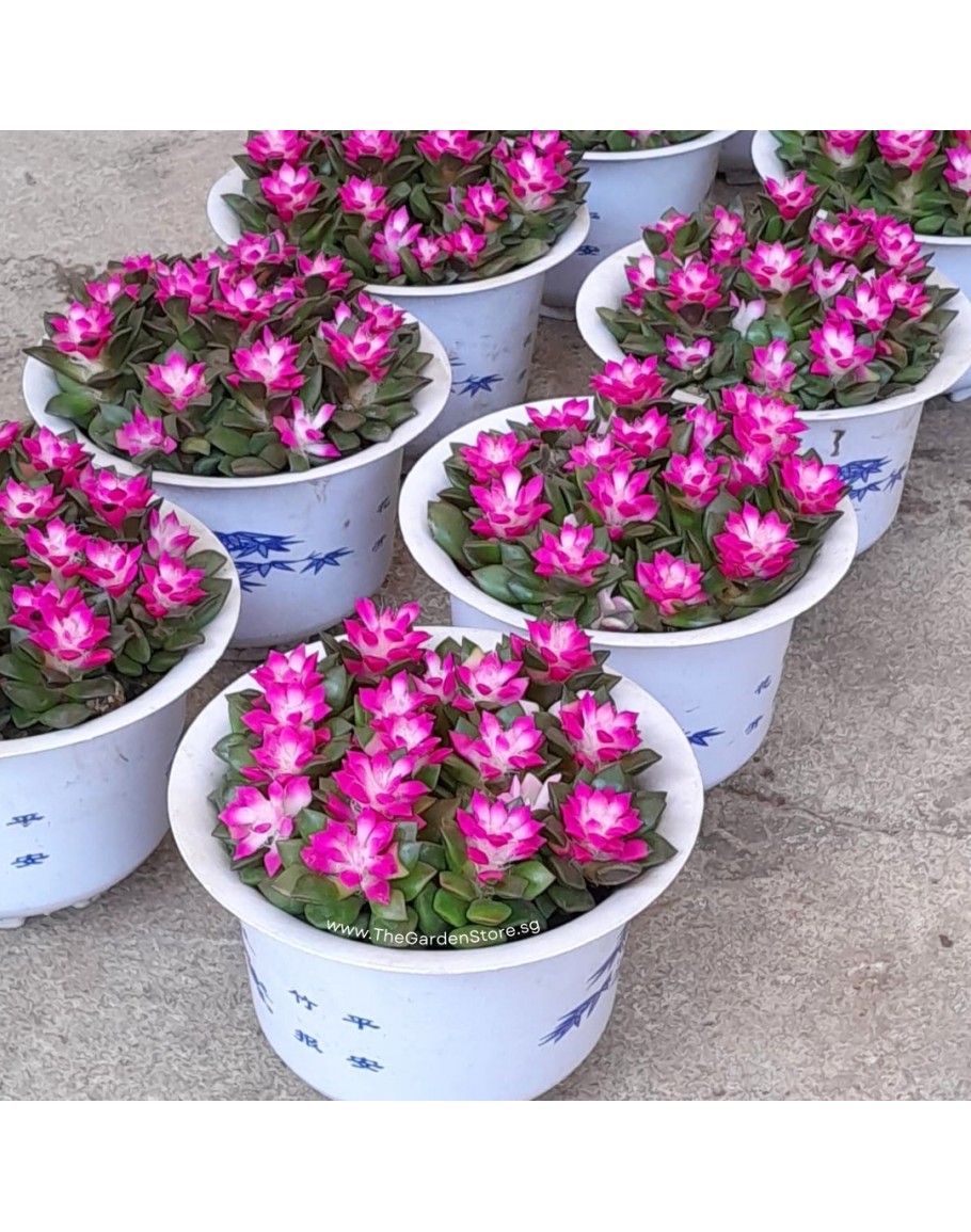 Anacampseros rufescens Sunrise Potted Plant